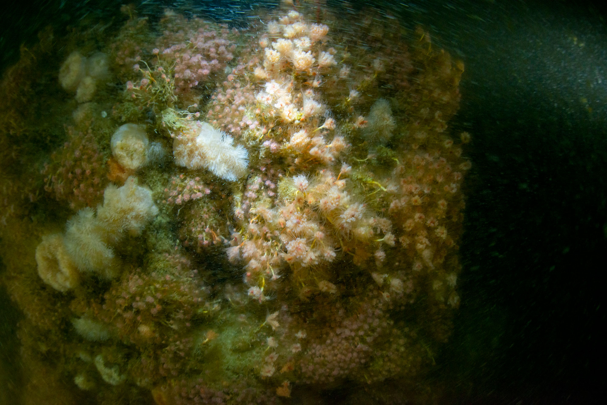 Nature Enhancements - Stand-alone structures