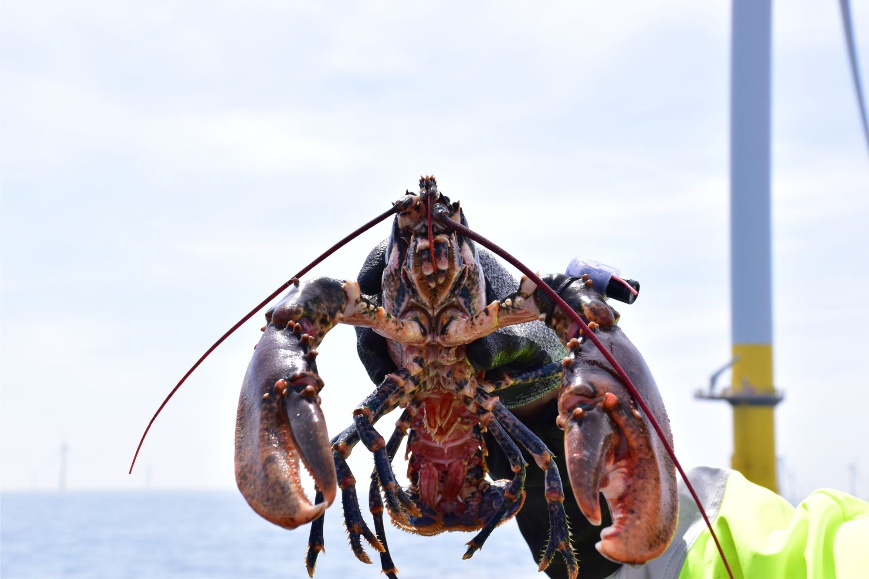 Species - The Rich North Sea