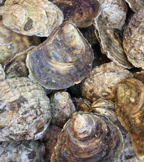 Species - The Rich North Sea