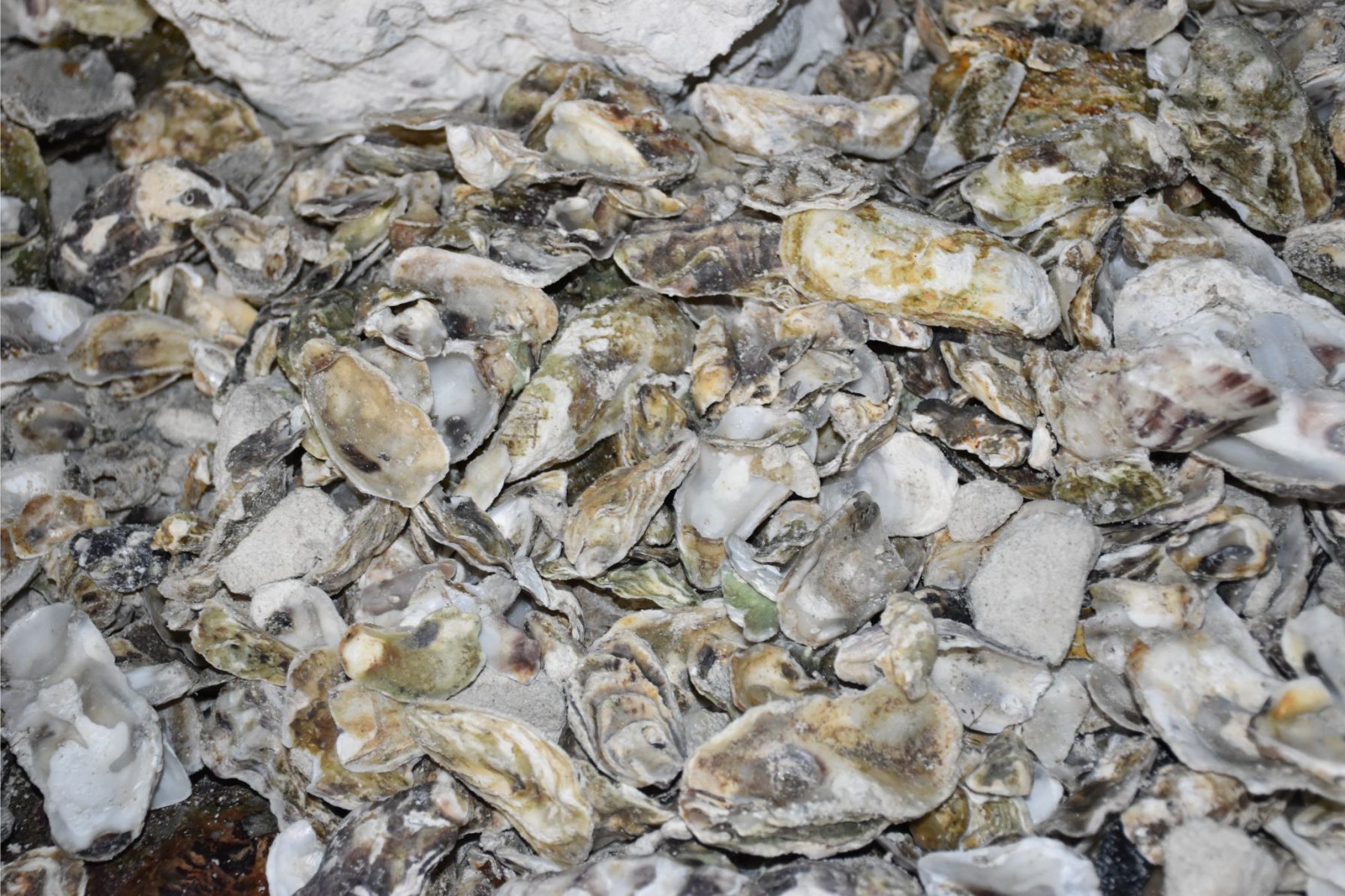 Oyster Restoration in Gemini - The Rich North Sea