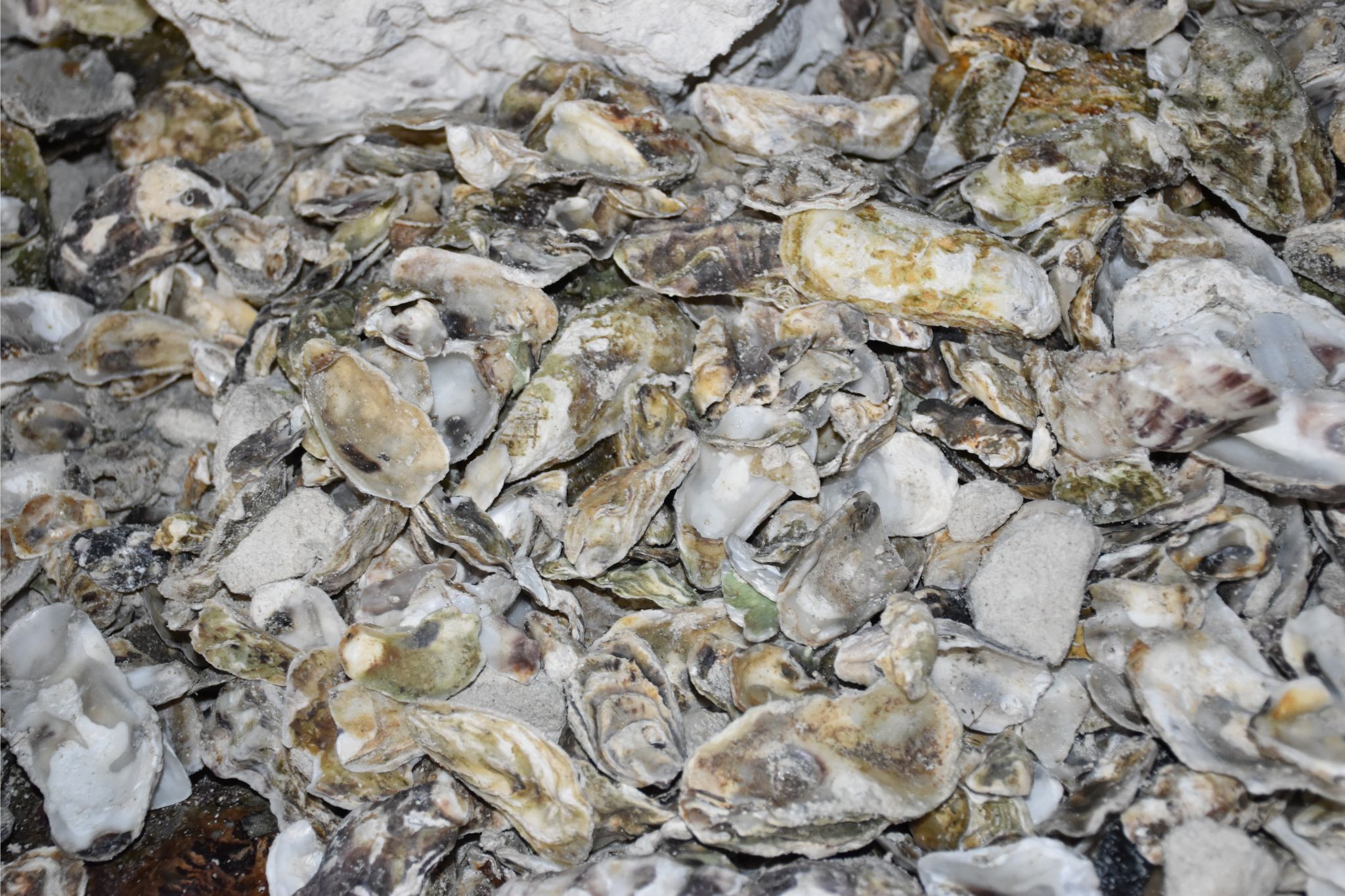 Oyster Restoration in Gemini - The Rich North Sea