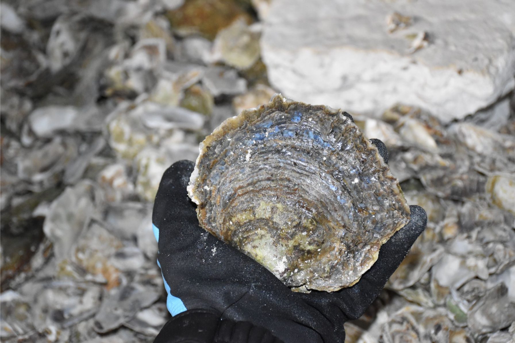 Oyster Restoration in Gemini - The Rich North Sea