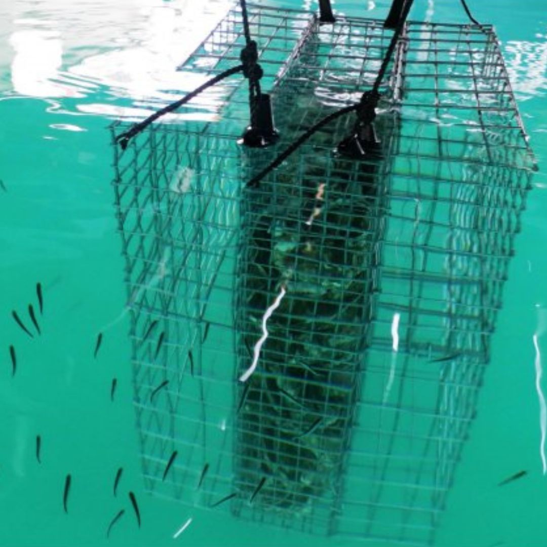 Fish Hotels in Hollandse Kust Noord - The Rich North Sea