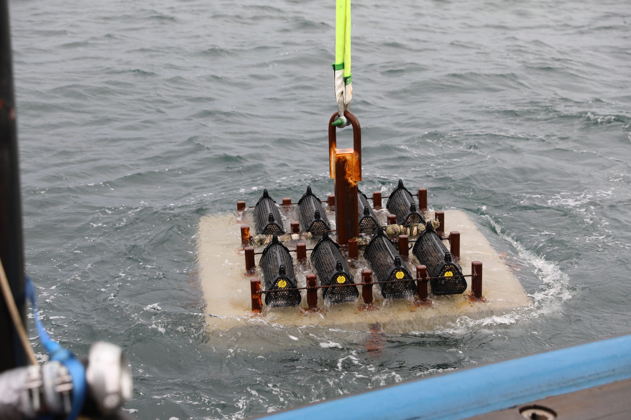 Species - The Rich North Sea