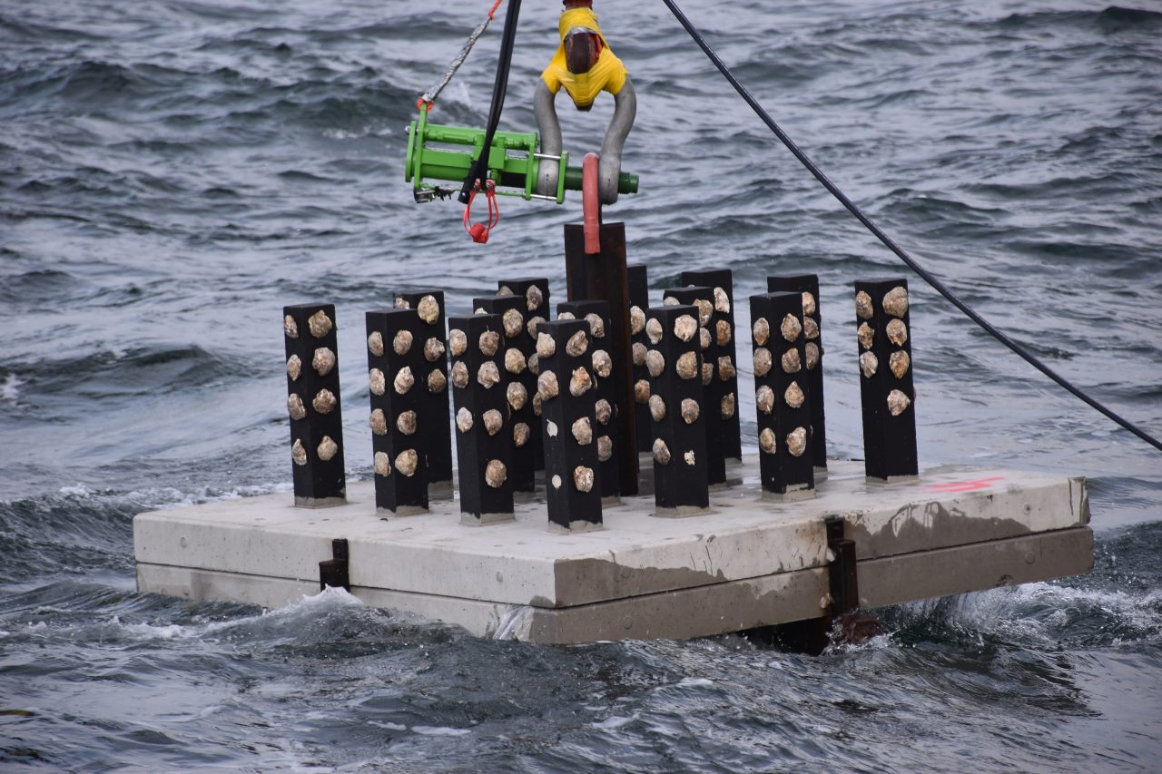 Oyster Broodstock Structures in Luchterduinen - The Rich North Sea