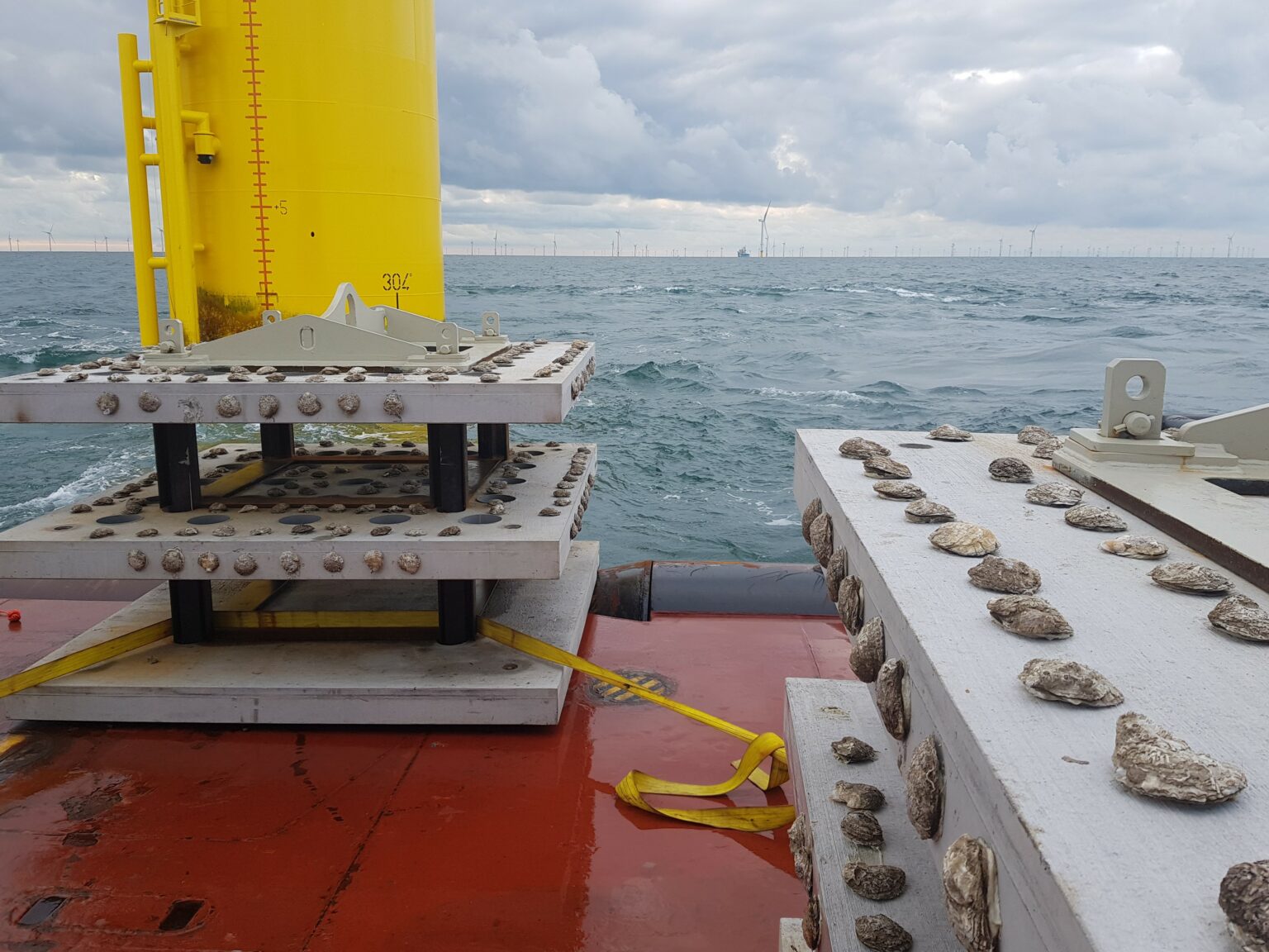 Species - The Rich North Sea