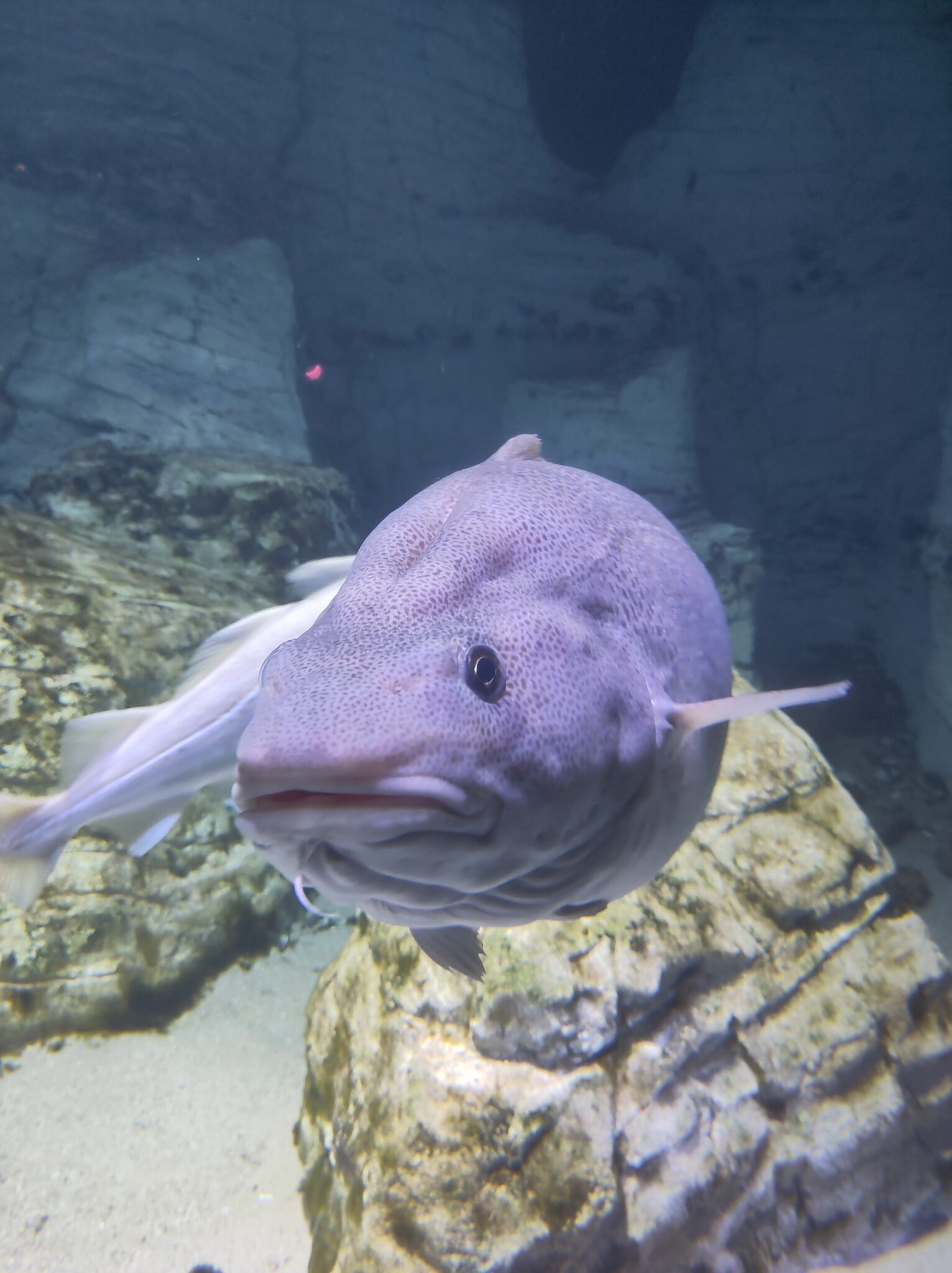 Species - The Rich North Sea