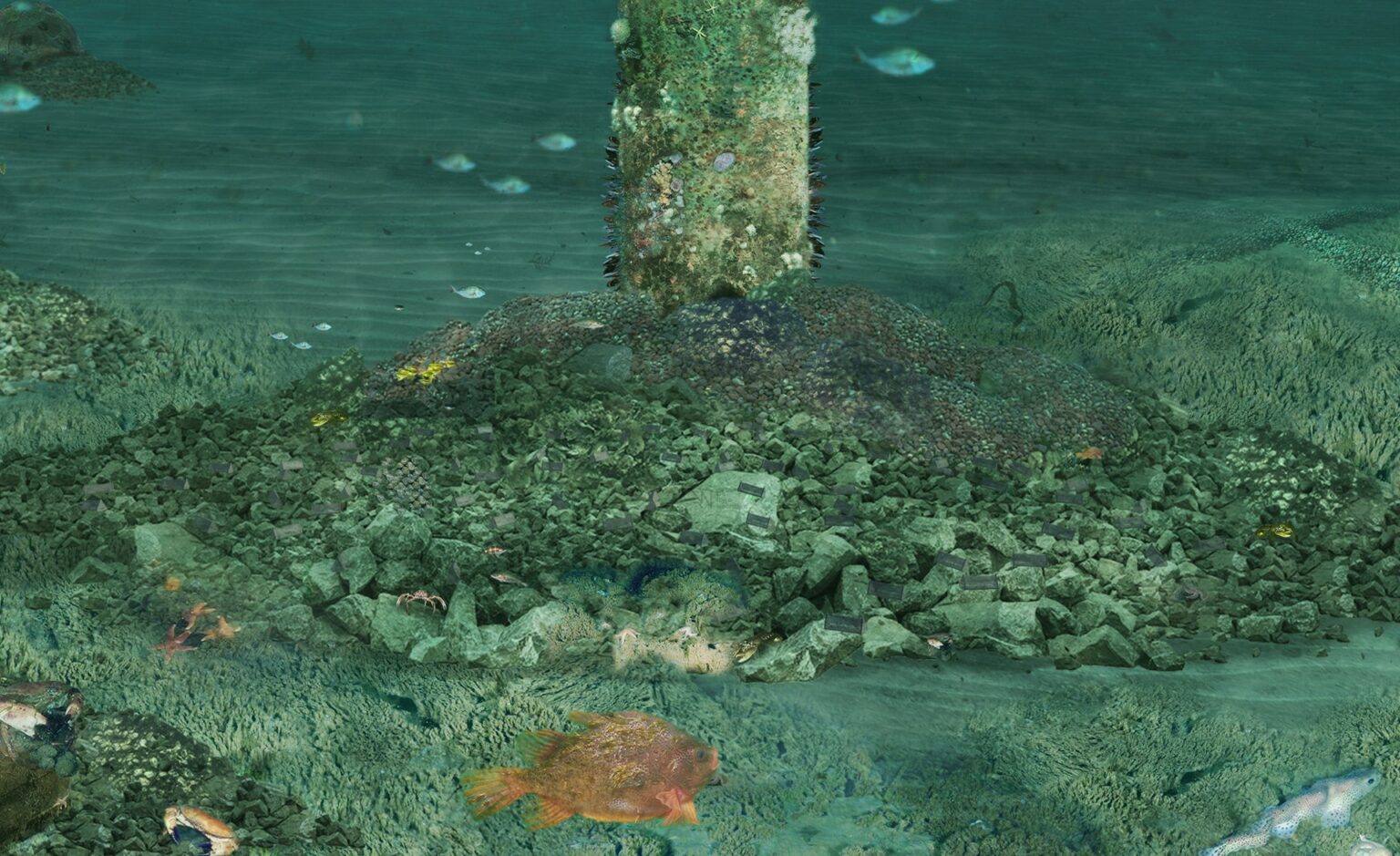 Nature Enhancements - The Rich North Sea