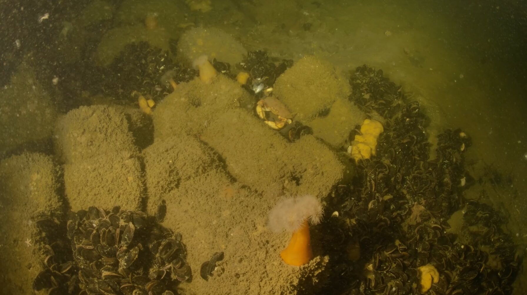 ECOncrete Scour protection in Twelve Mile Reef, USA